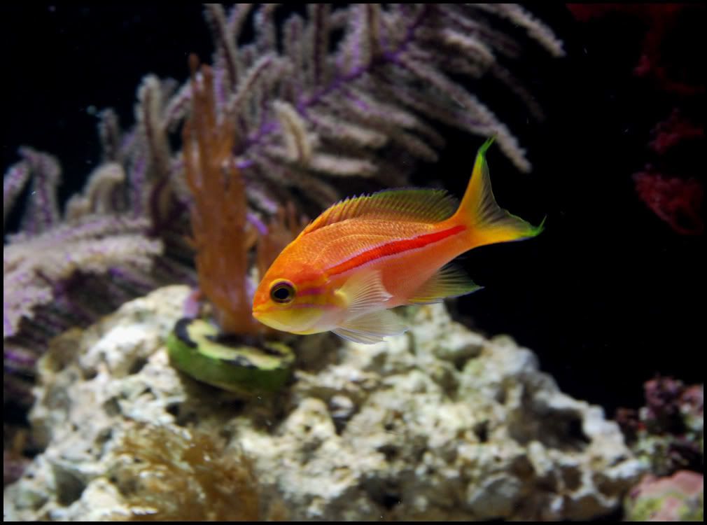 WTT/WTS - Red striped Anthias - Reef Central Online Community